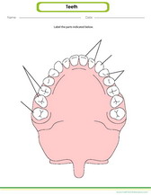 Life science worksheets pdf and games for kids